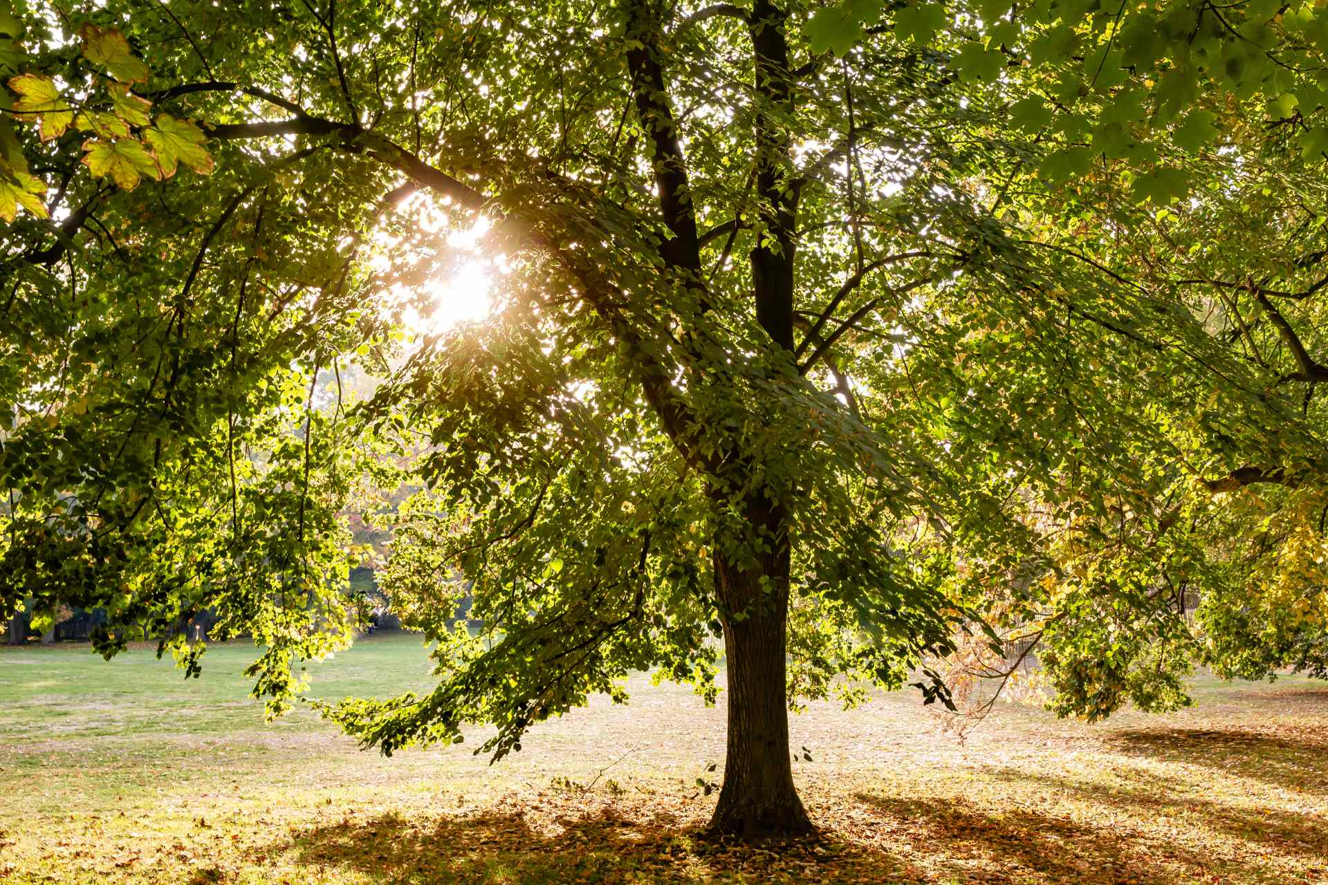 Why is wood a sustainable construction material? ♥